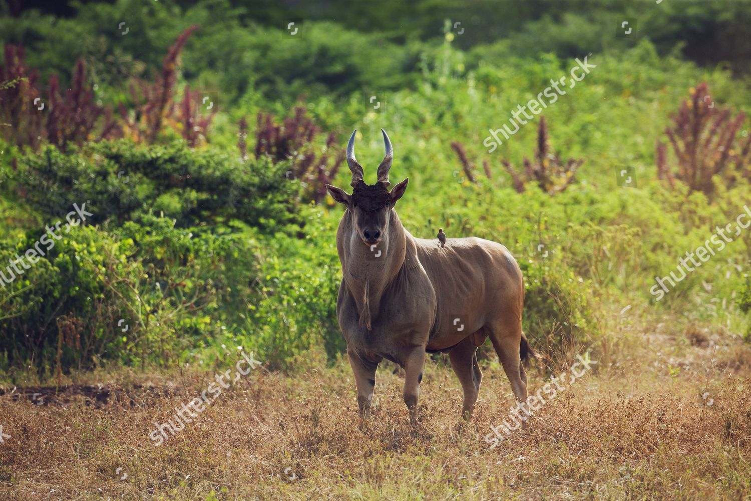 Eland Taurotragus Oryx Bull Editorial Stock Photo - Stock Image ...