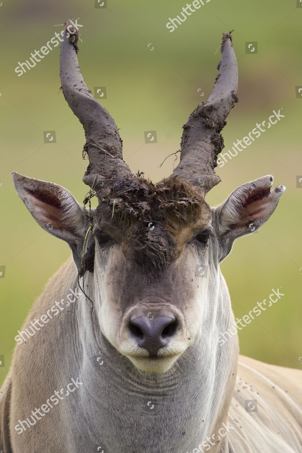 Eland Taurotragus Oryx Bull Editorial Stock Photo - Stock Image ...
