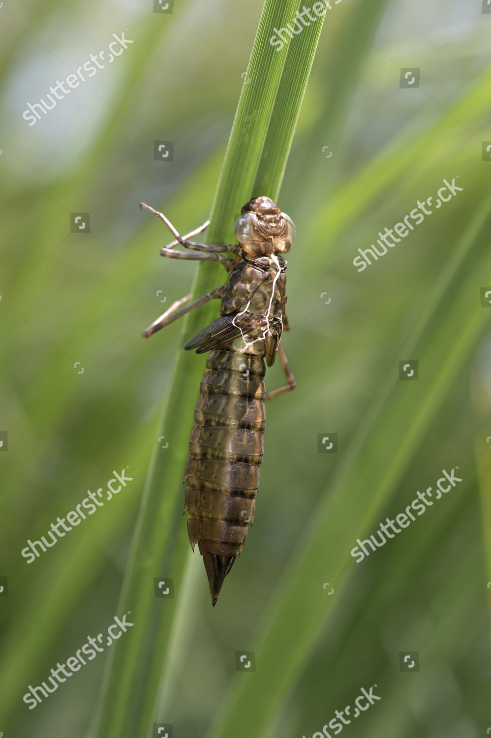 Emperor Dragonfly Anax Imperator Empty Larvae Editorial Stock Photo ...