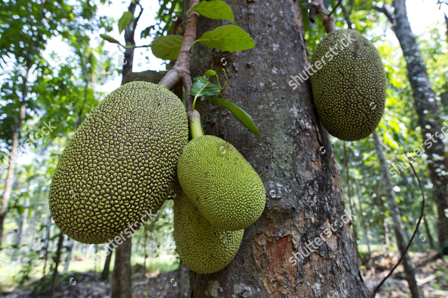 Jackfruit Jack Tree Artocarpus Heterophyllus Fruit Editorial Stock ...