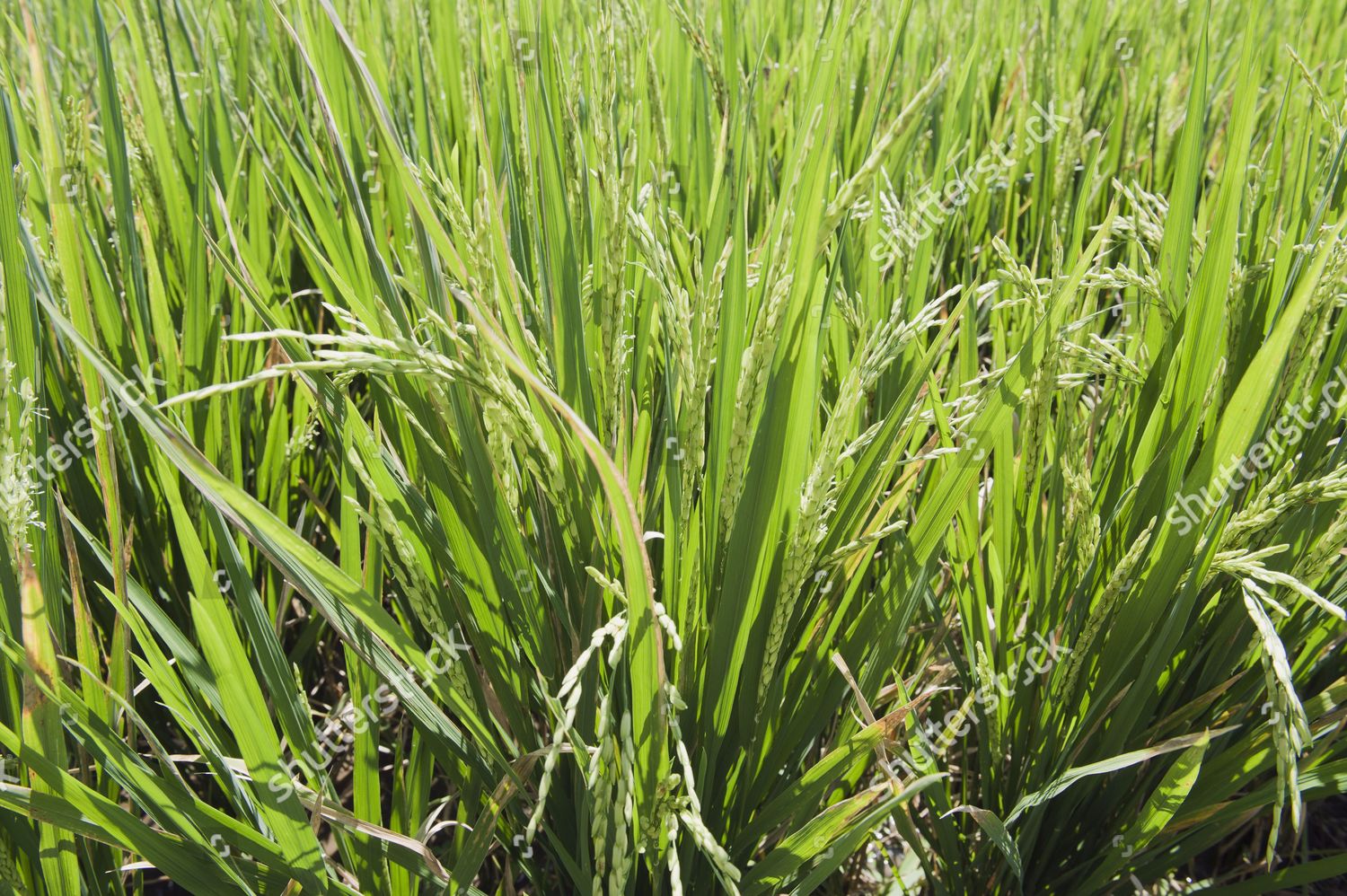 Rice Plants Oryza Sativa Growing Rice Editorial Stock Photo - Stock ...