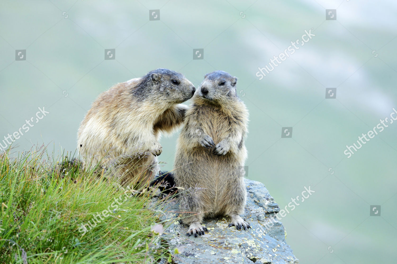 Two Alpine Marmots Marmota Marmota Sniffing Editorial Stock Photo - Stock Image | Shutterstock