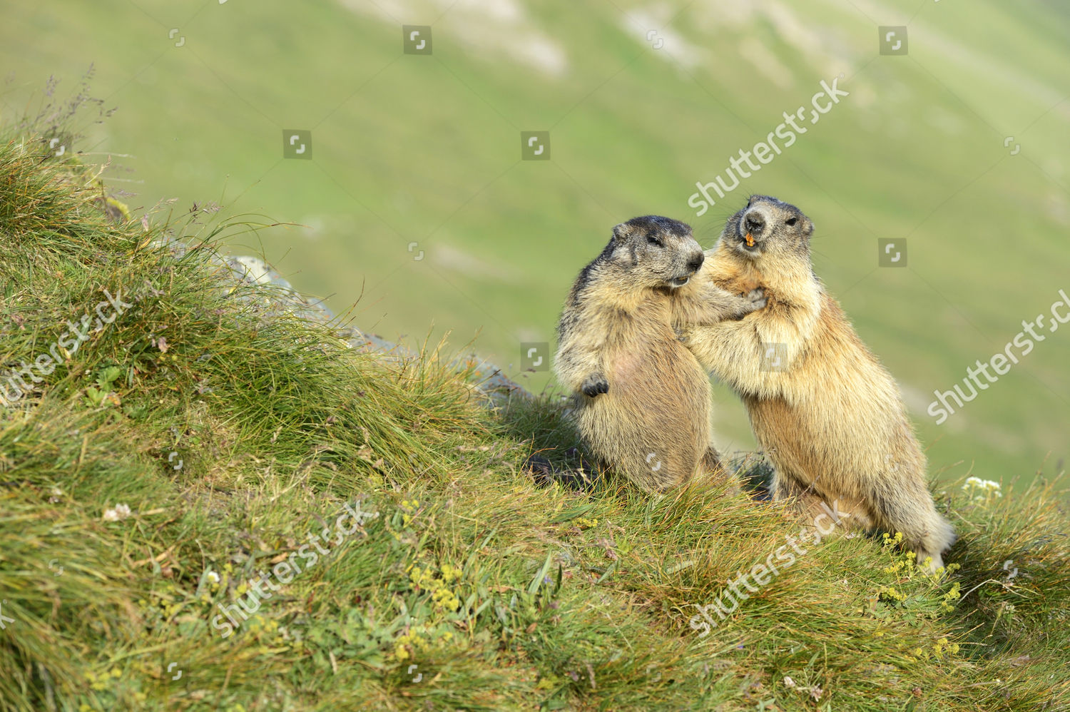 Two Alpine Marmots Marmota Marmota Fighting Editorial Stock Photo - Stock Image | Shutterstock