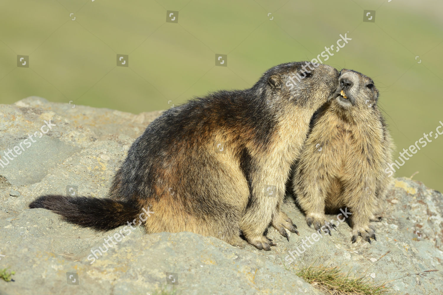 Two Alpine Marmots Marmota Marmota Sniffing Editorial Stock Photo - Stock Image | Shutterstock
