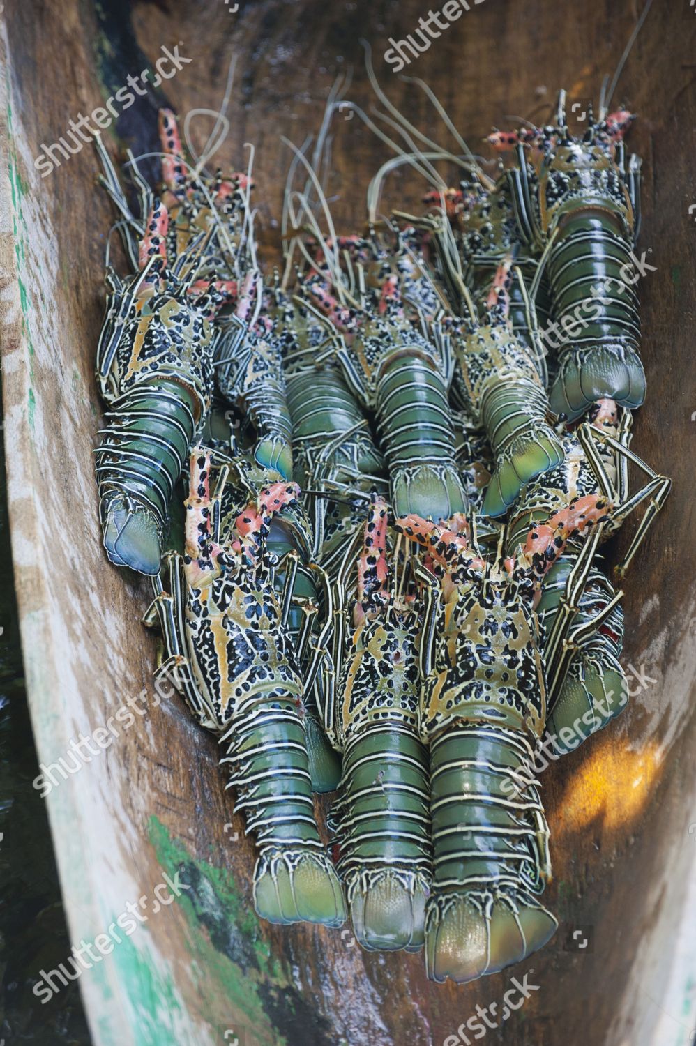 Freshly Caught Lobster Nephropidae Editorial Stock Photo - Stock Image ...