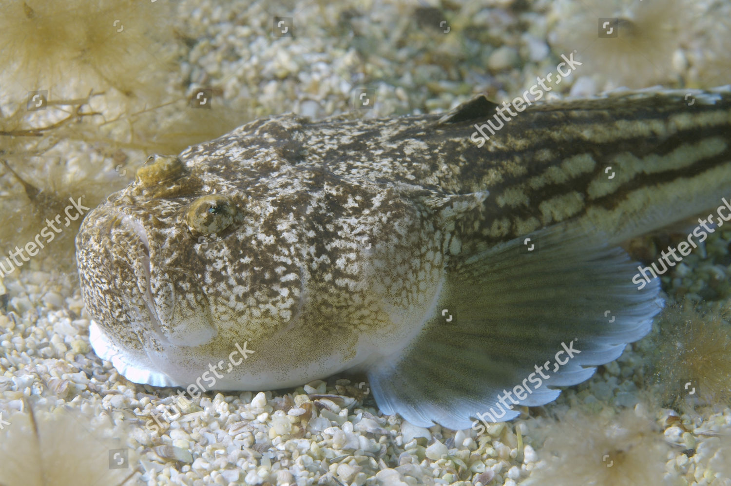Atlantic Stargazer Uranoscopus Scaber Editorial Stock Photo - Stock ...