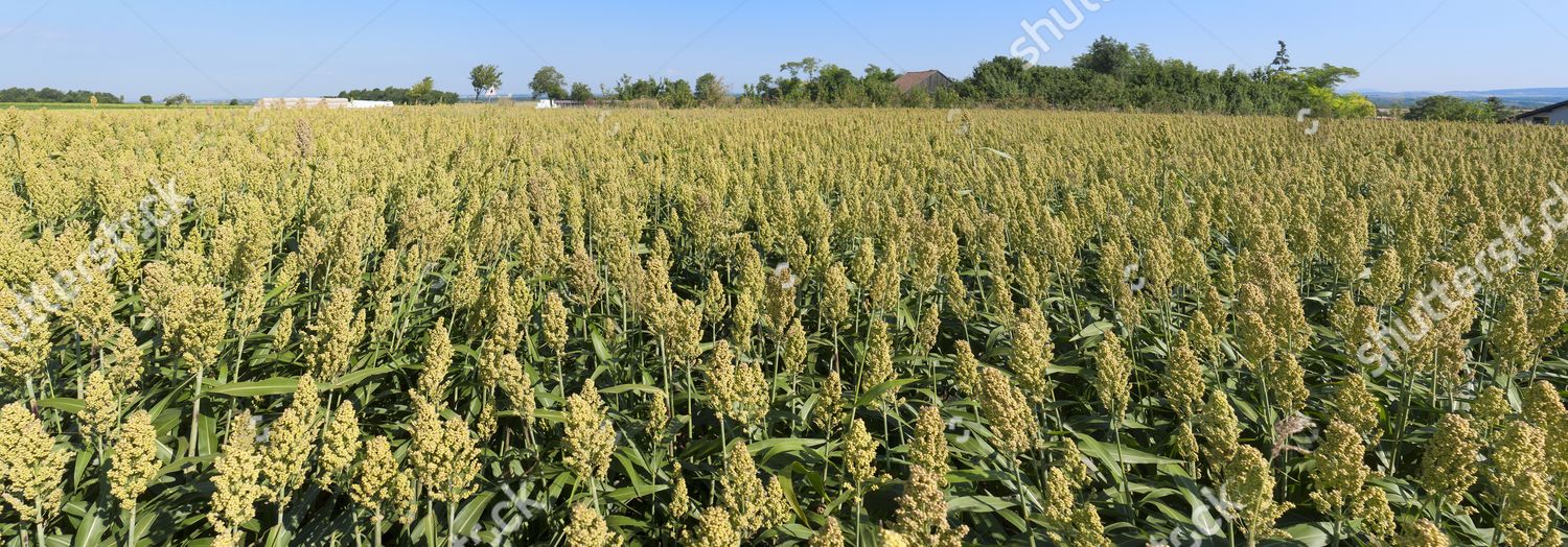 Millet Field Editorial Stock Photo - Stock Image | Shutterstock