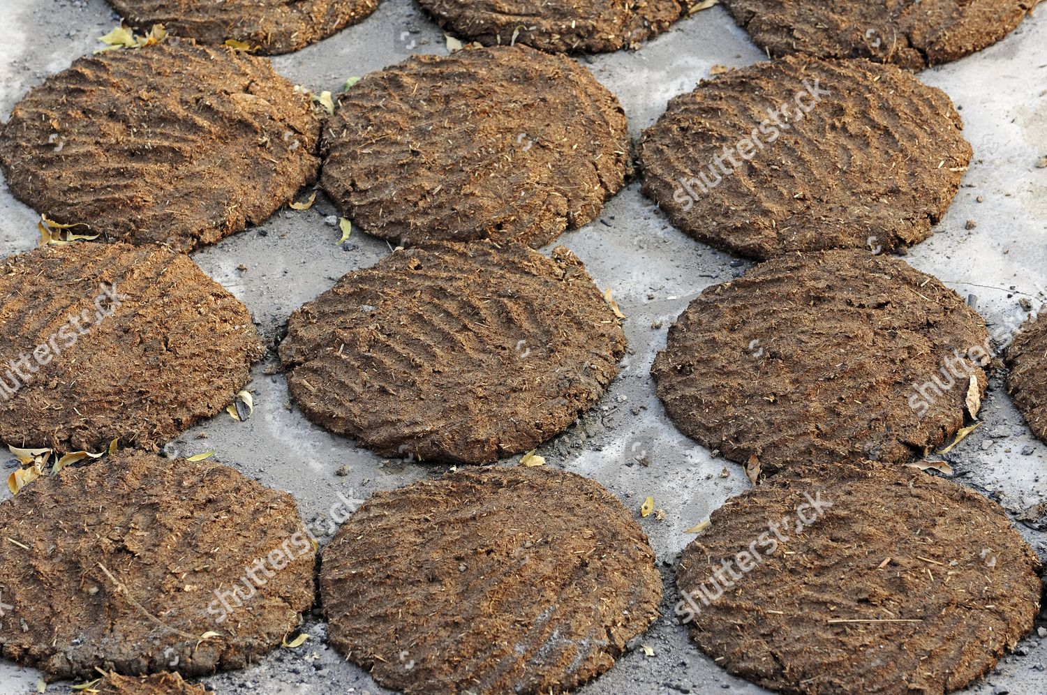 Cow Dung Laid Out Dry Use Editorial Stock Photo - Stock Image ...
