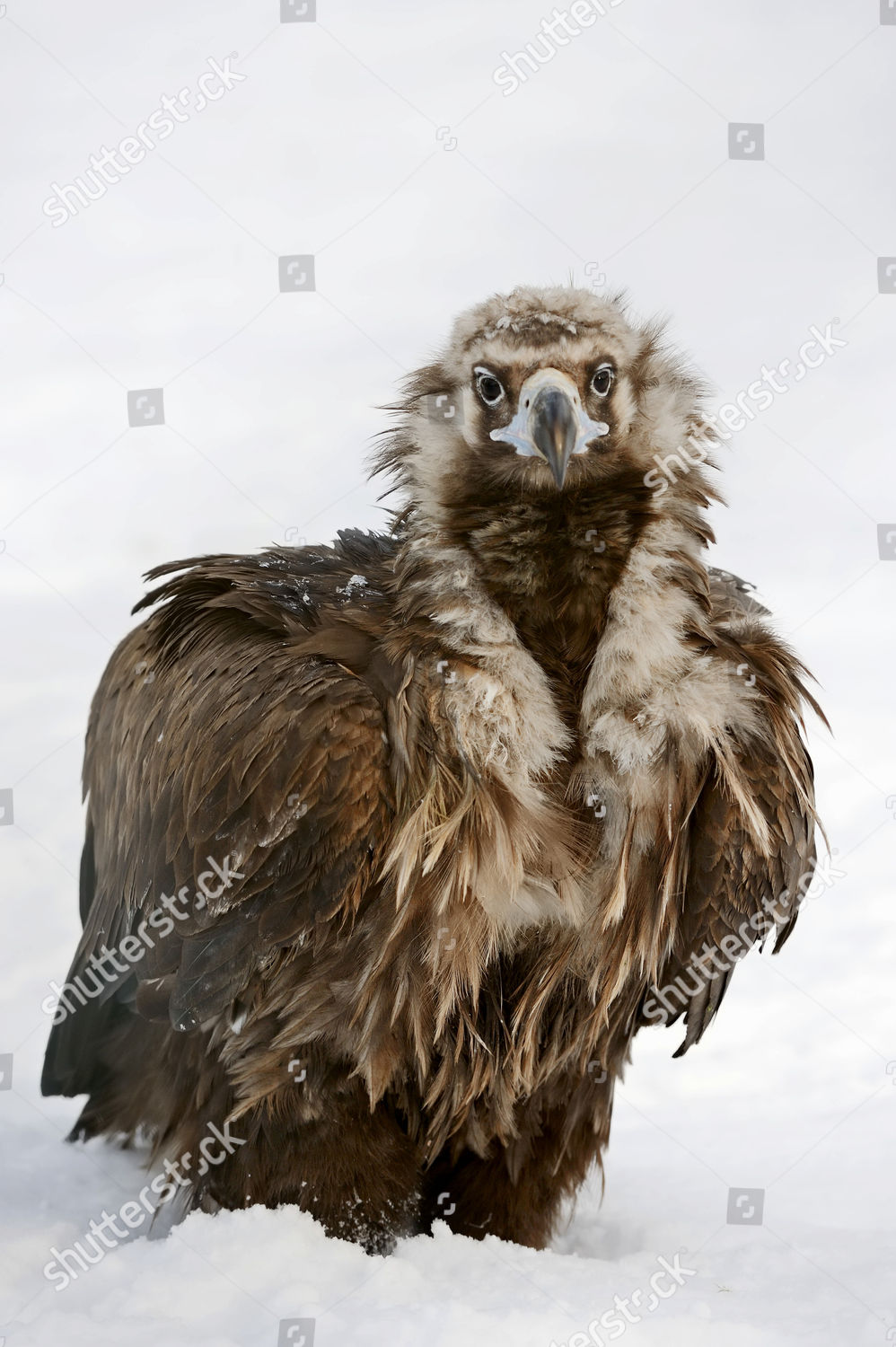 Cinereous Vulture Aegypius Monachus Prey Snow Editorial Stock Photo ...