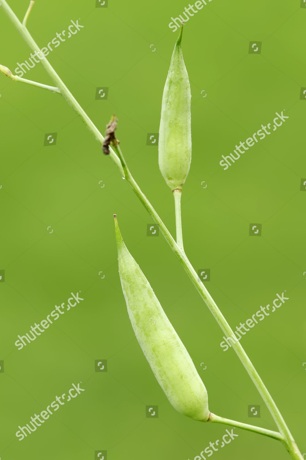 Wild Radish Jointed Charlock Raphanus Raphanistrum Editorial Stock ...