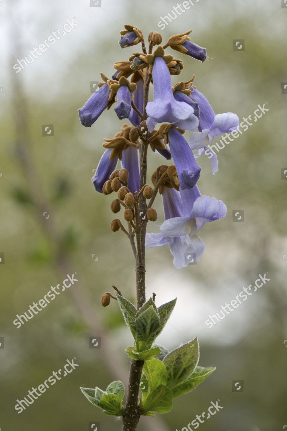 Empress Tree Princess Tree Foxglove Tree Editorial Stock Photo - Stock ...