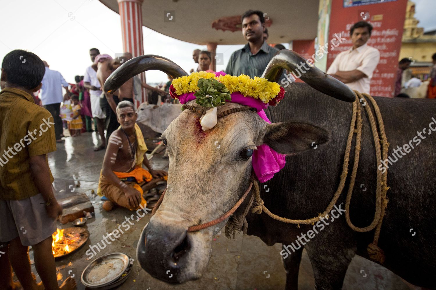 Holy Cow Hindu Priest Pilgrims During Editorial Stock Photo - Stock ...