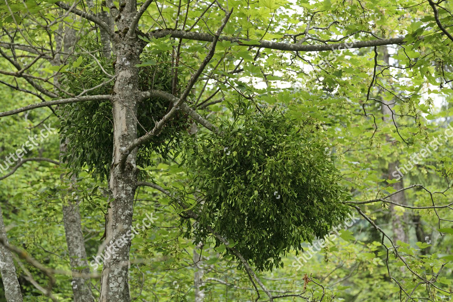 Mistletoe Viscum Sp Editorial Stock Photo - Stock Image | Shutterstock