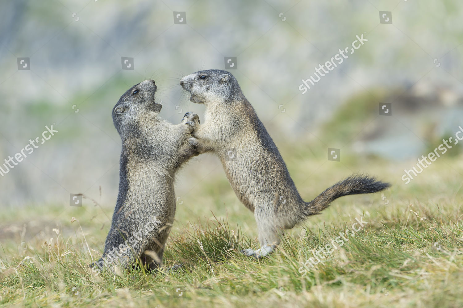 Two Alpine Marmots Marmota Marmota Editorial Stock Photo - Stock Image | Shutterstock