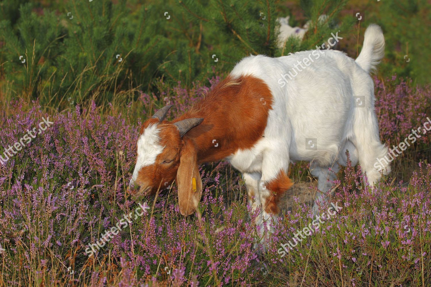 Boer Goat Feeding On Heather Robust Editorial Stock Photo - Stock Image ...