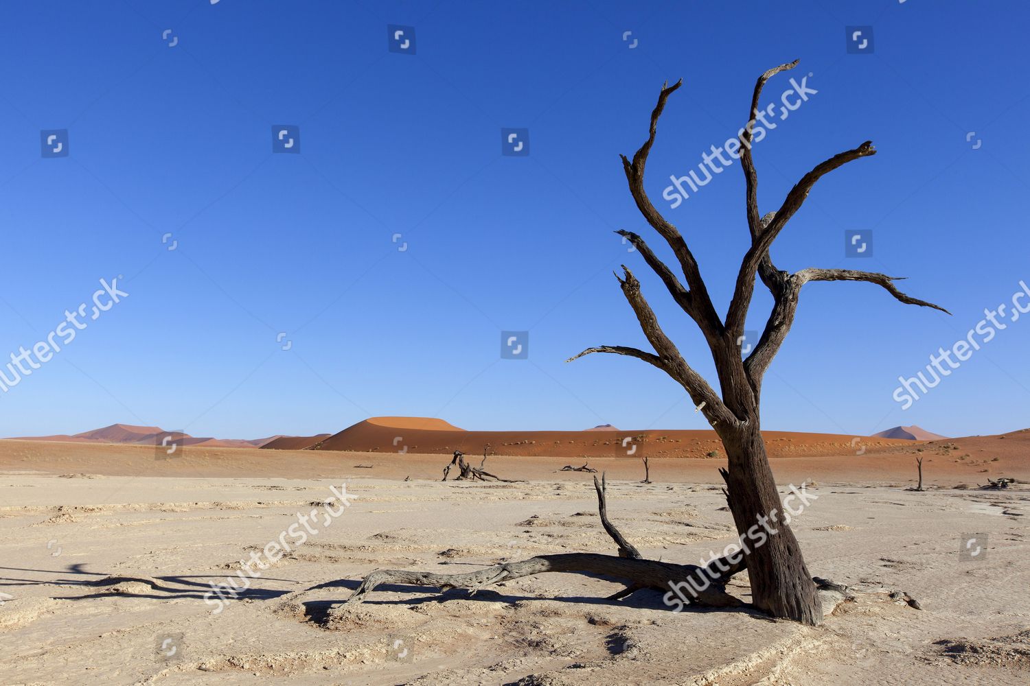 Withered Tree Desert Editorial Stock Photo - Stock Image | Shutterstock