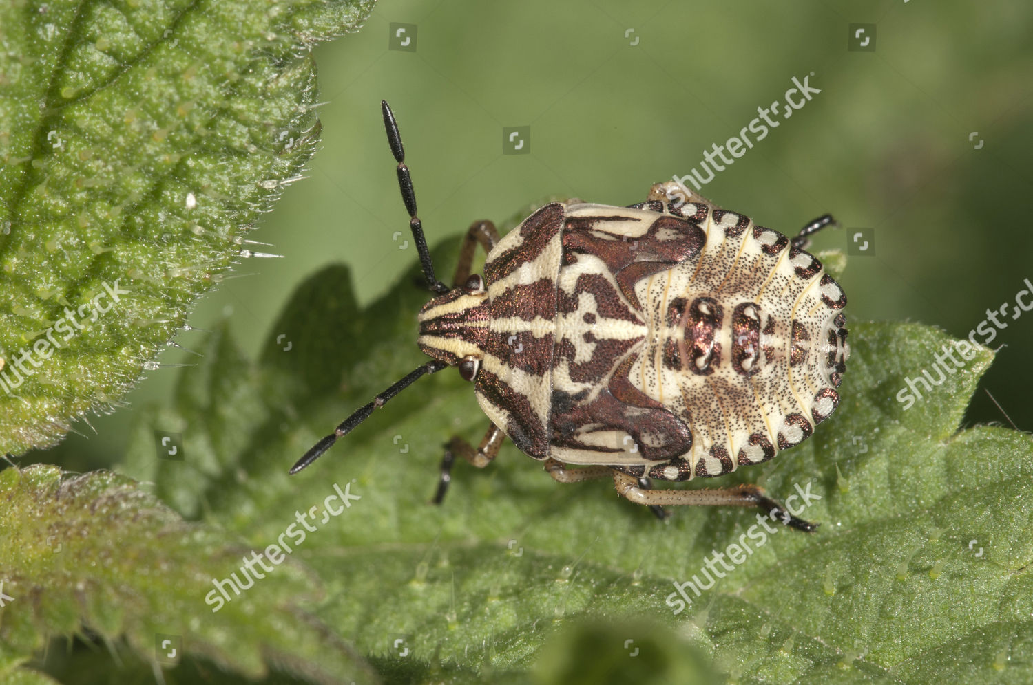Purple Shield Bug Carpocoris Purpureipennis Larva Editorial Stock Photo ...