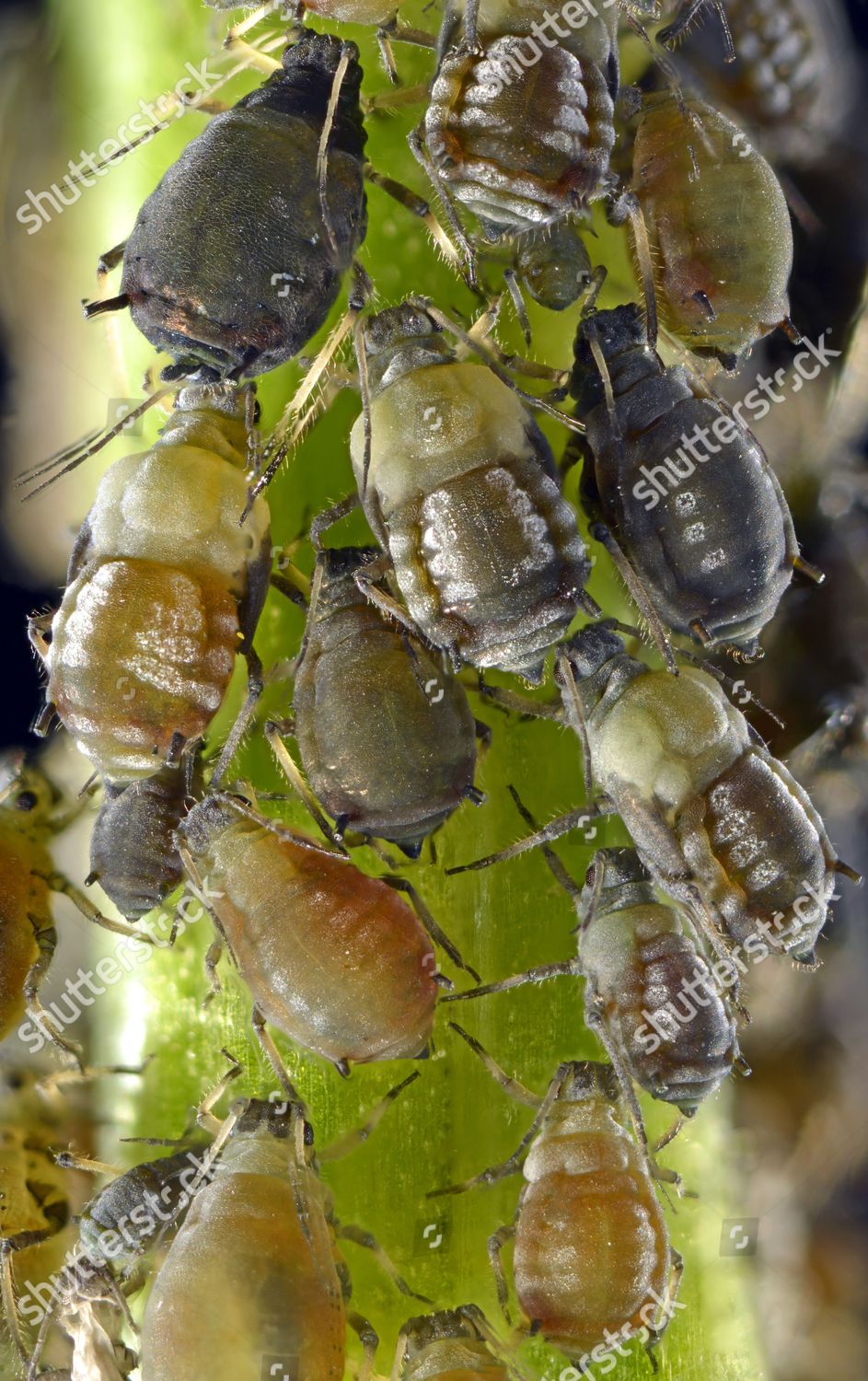 Aphids Aphidoidea Colony Pests Macro Shot Editorial Stock Photo - Stock ...