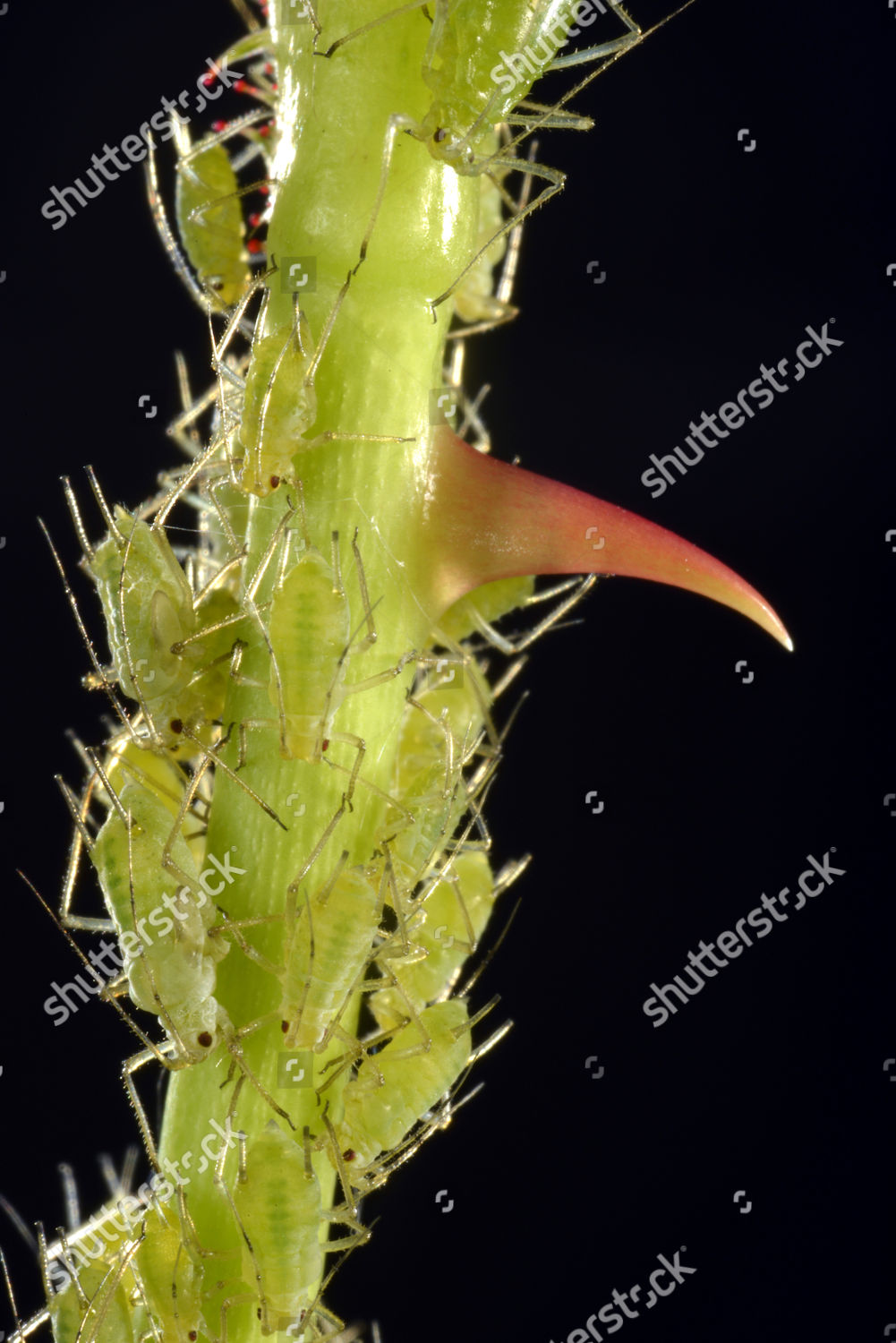 Colony Large Rose Aphids Macrosiphum Rosae Editorial Stock Photo ...