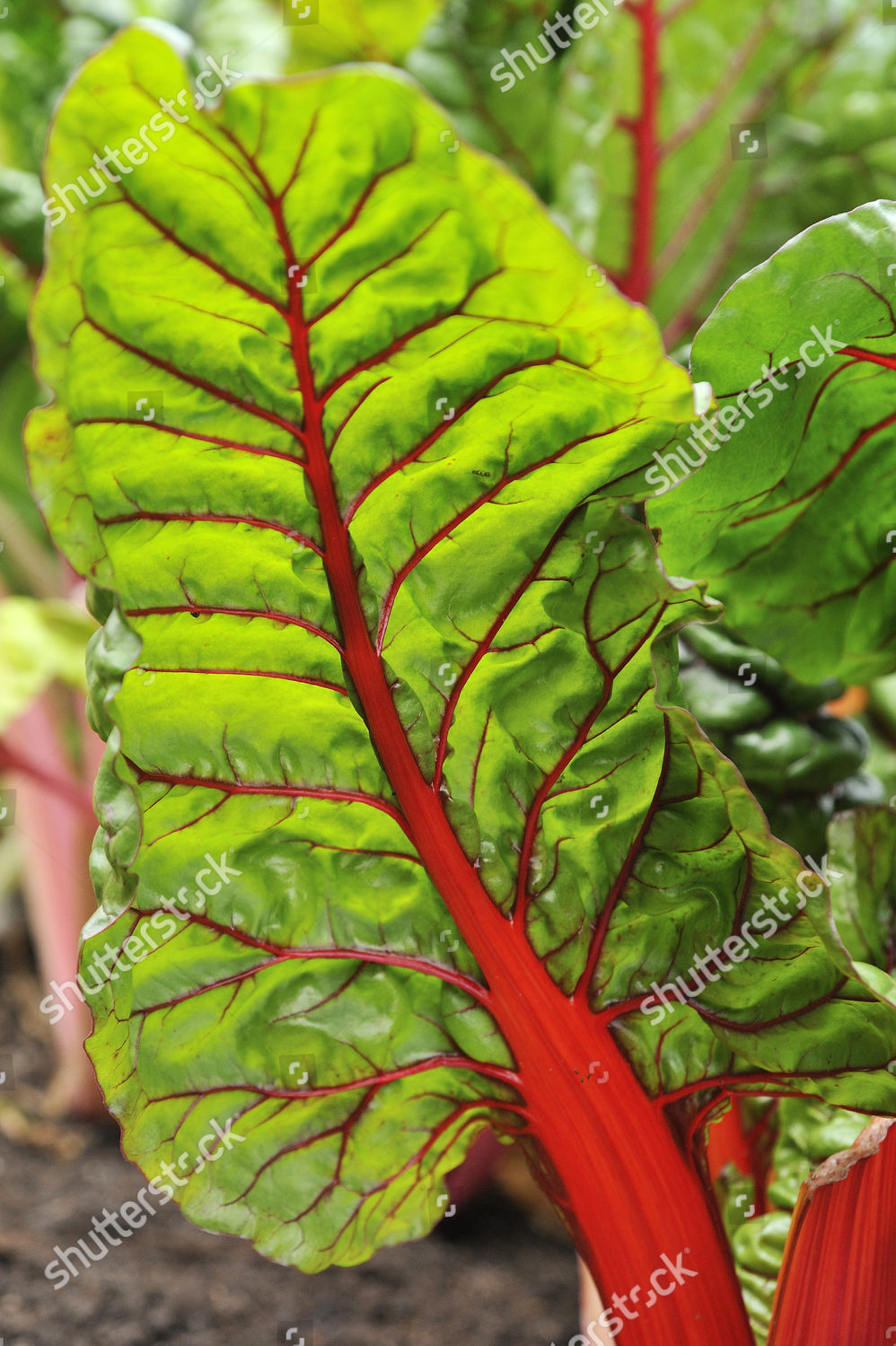 Chard Leaf Redstemmed Swiss Chard Beta Editorial Stock Photo - Stock ...