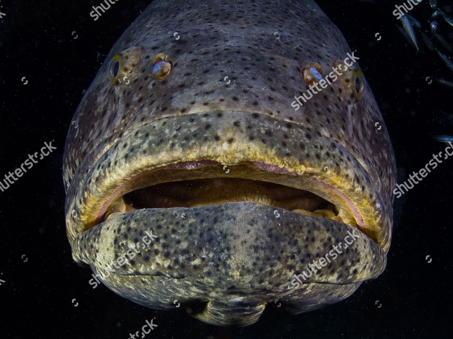 Goliath Grouper Editorial Stock Photo - Stock Image | Shutterstock