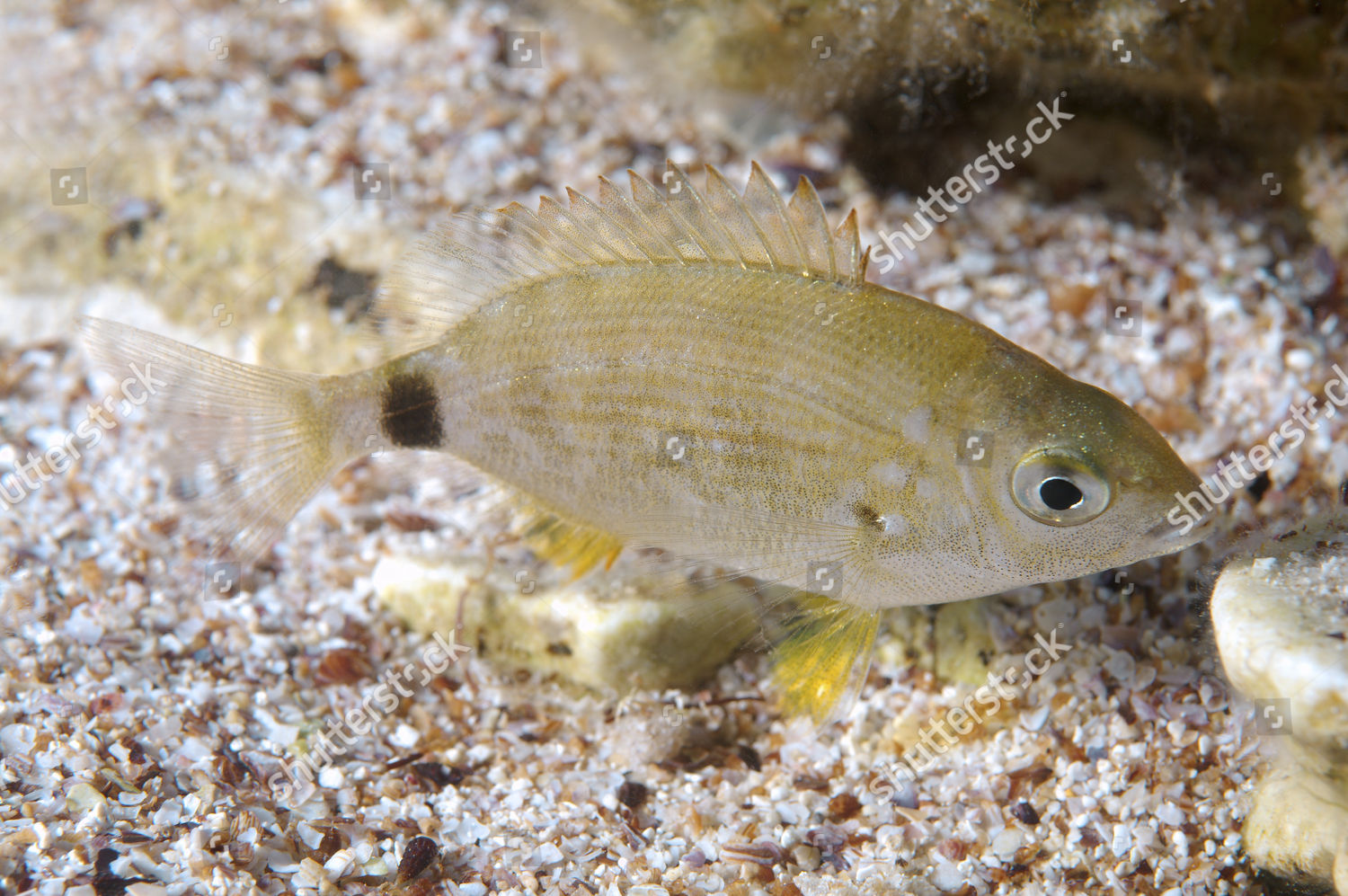 Annular Sea Bream Diplodus Annularis Editorial Stock Photo - Stock ...