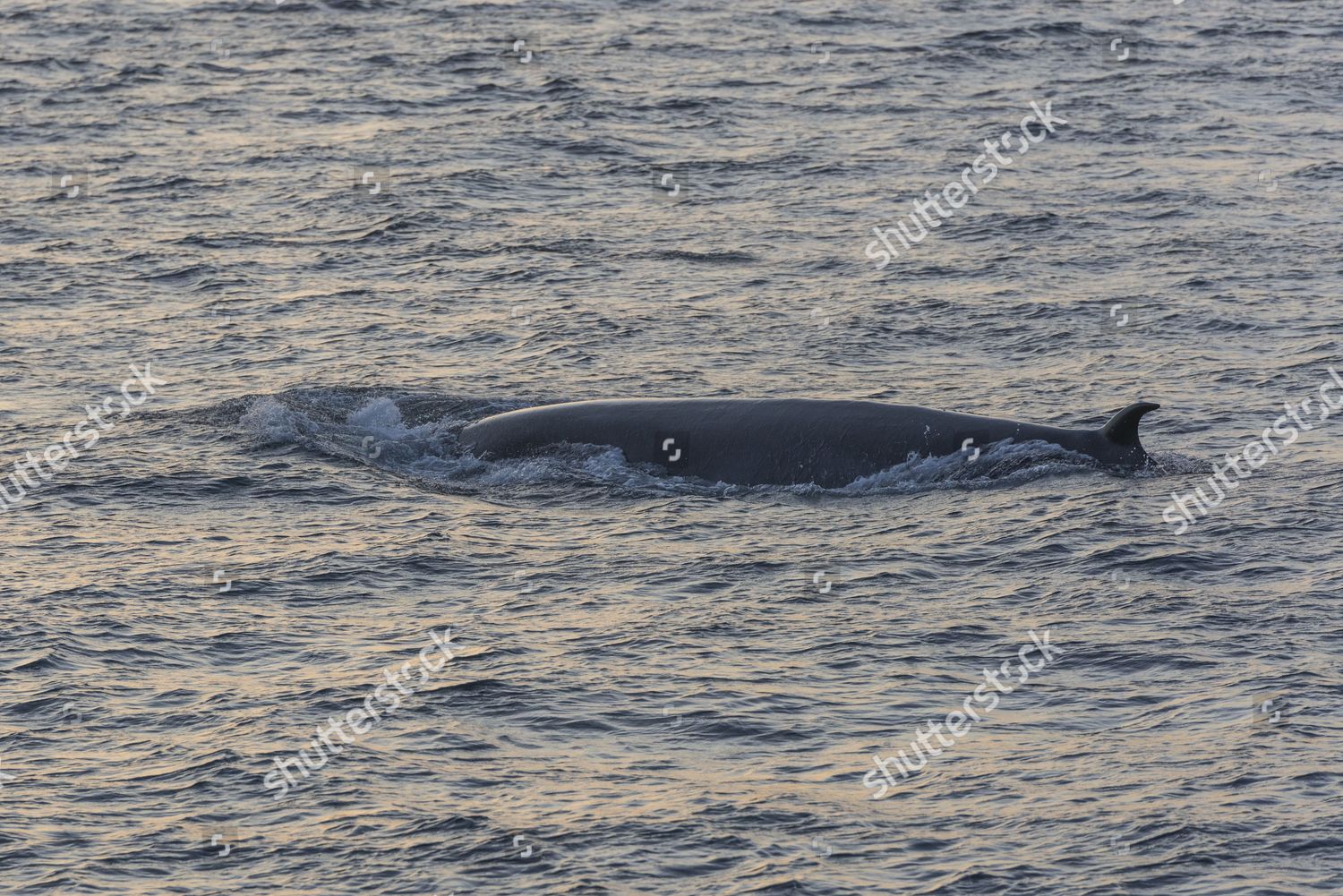 Brydes Whale Balaenoptera Brydei Editorial Stock Photo - Stock Image ...