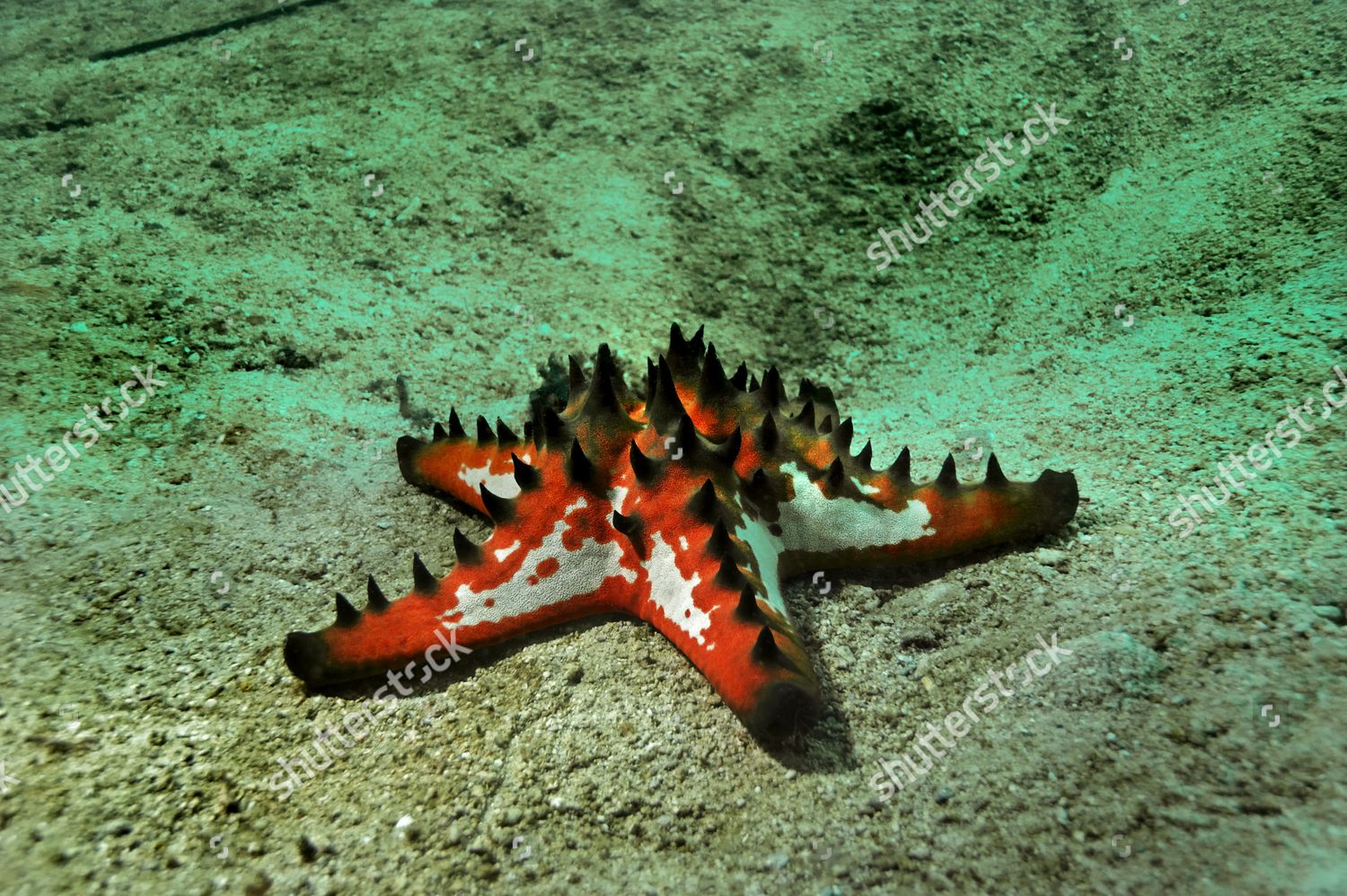 Knobbly Sea Star Protoreaster Nodosus Editorial Stock Photo - Stock ...
