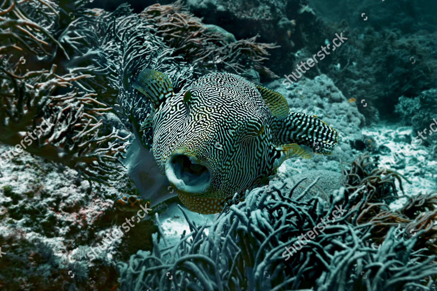 Map Puffer Scribbled Puffer Arothron Mappa Editorial Stock Photo - Stock Image | Shutterstock