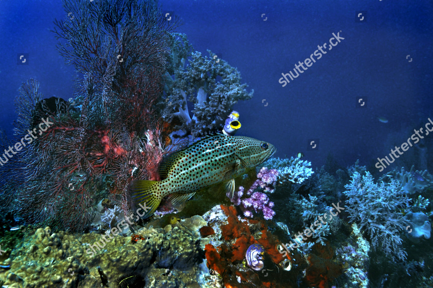 Slender Grouper Anyperodon Leucogrammicus Editorial Stock Photo - Stock ...