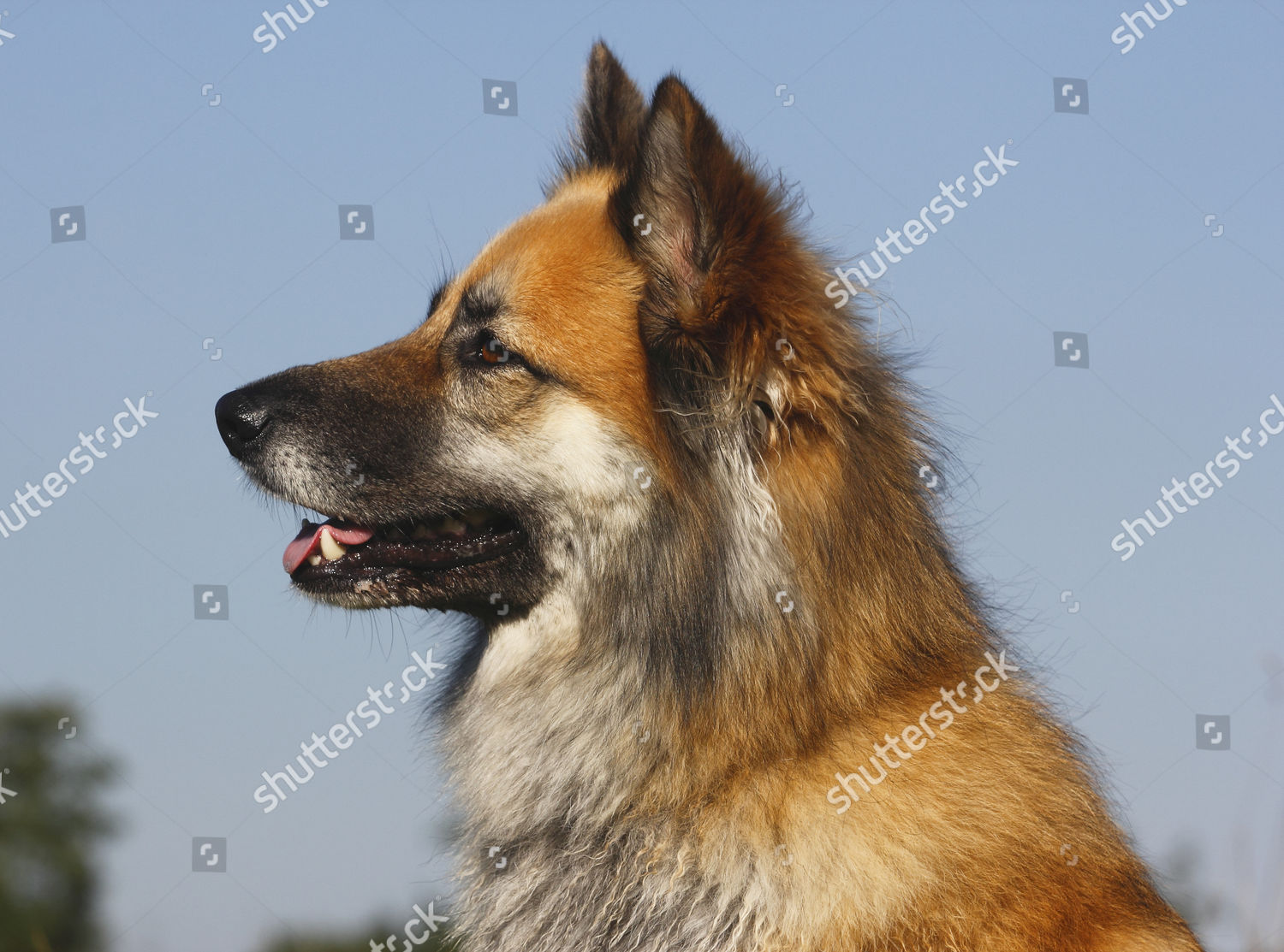 Harzer Fuchs Mixed Breed Portrait Editorial Stock Photo - Stock Image ...