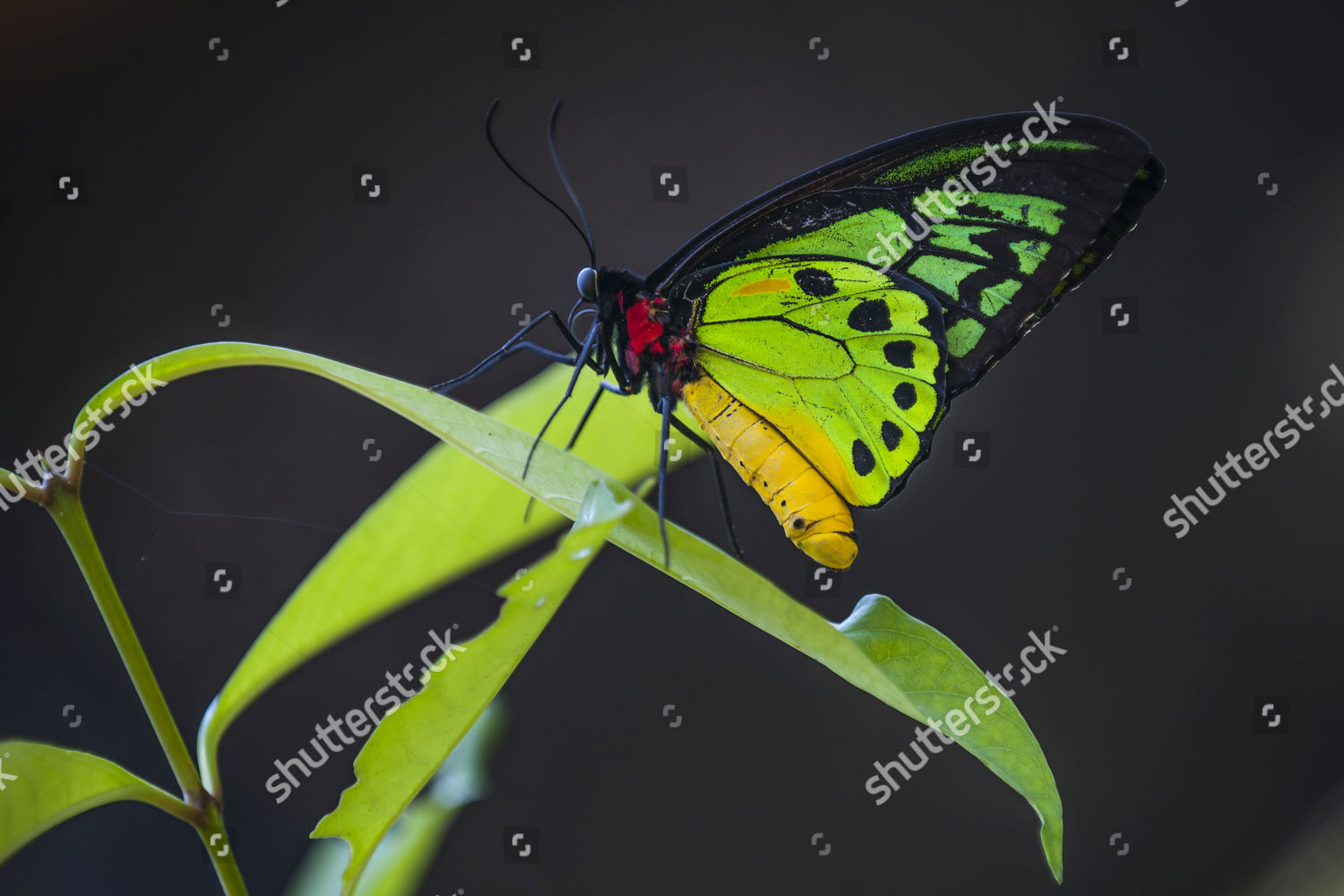 Goliath Birdwing Ornithoptera Goliath Samson Hybrid Editorial Stock ...
