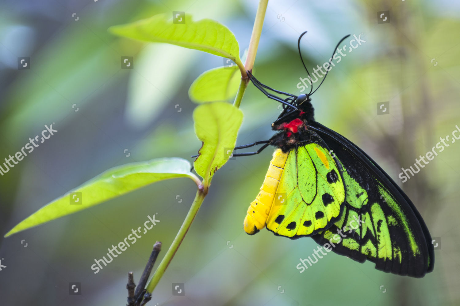 Goliath Birdwing Ornithoptera Goliath Samson Hybrid Editorial Stock ...