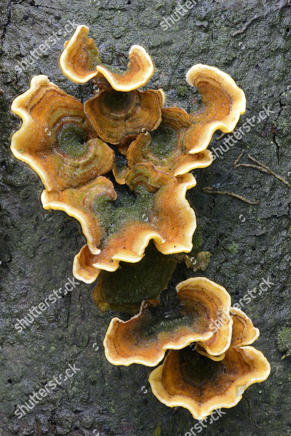 Oak Leaf Fungus Stereum Gausapatum Editorial Stock Photo - Stock Image ...