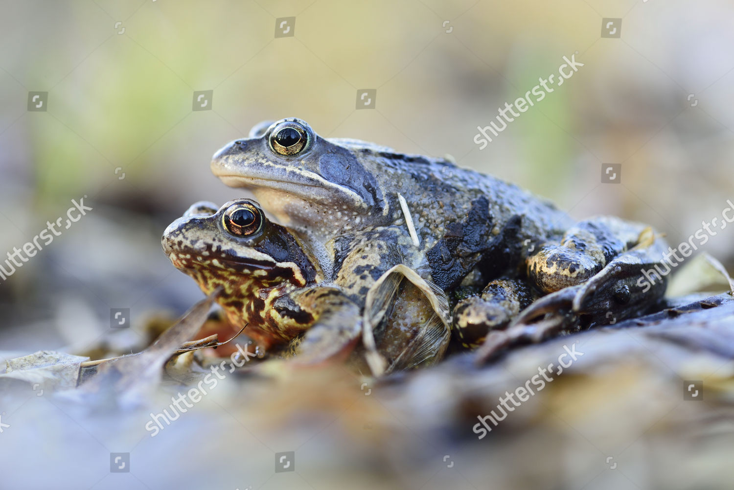 Common Frogs European Common Brown Frogs Editorial Stock Photo - Stock ...