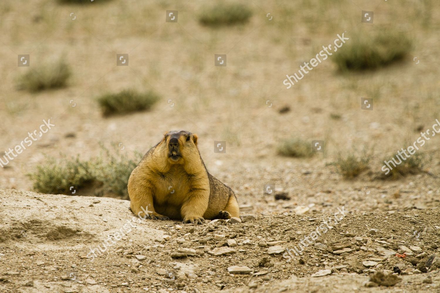 Himalayan Marmot Marmota Himalayana Editorial Stock Photo - Stock Image ...