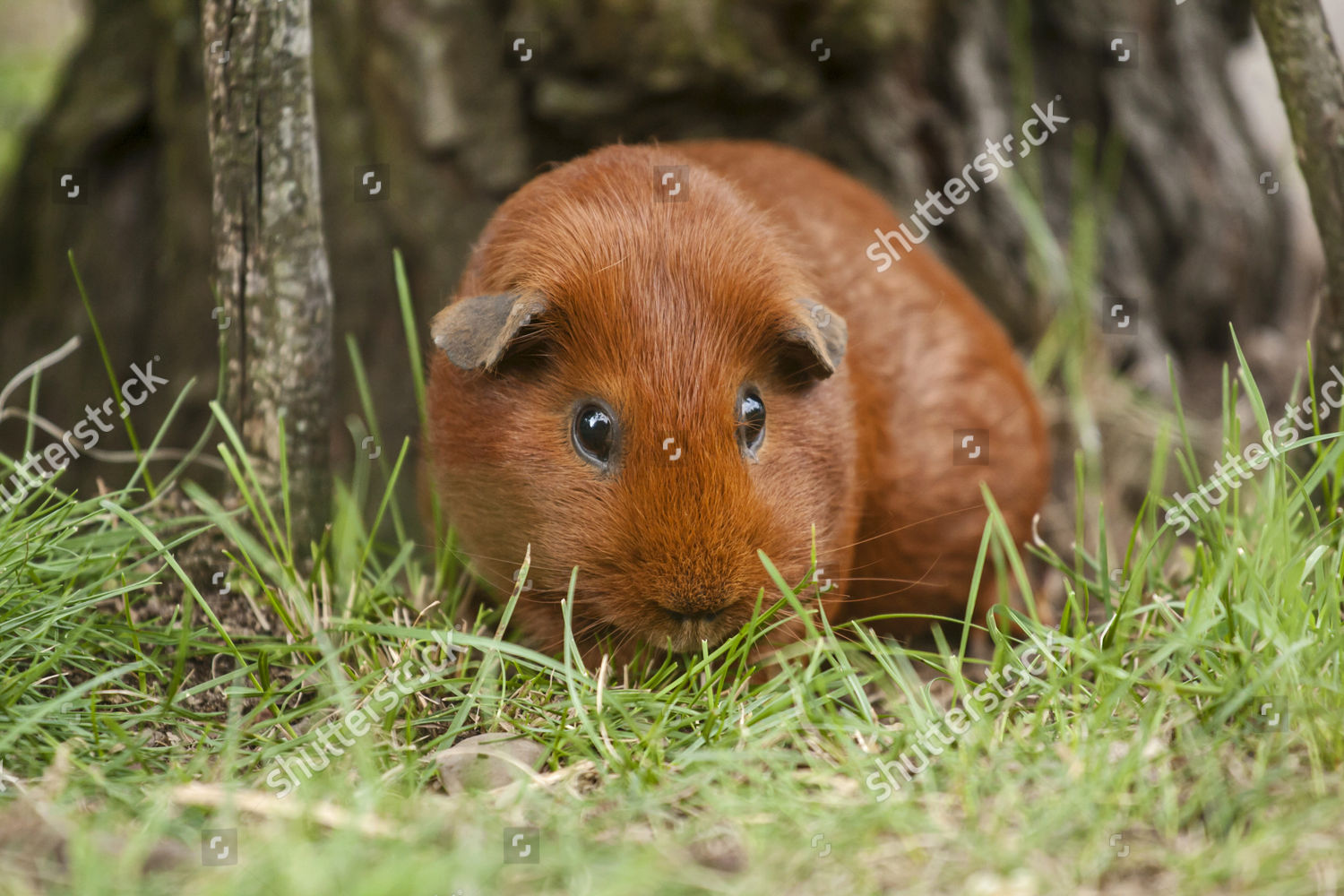 Singlecoloured Red Smooth Coated Guinea Pig Editorial Stock Photo ...