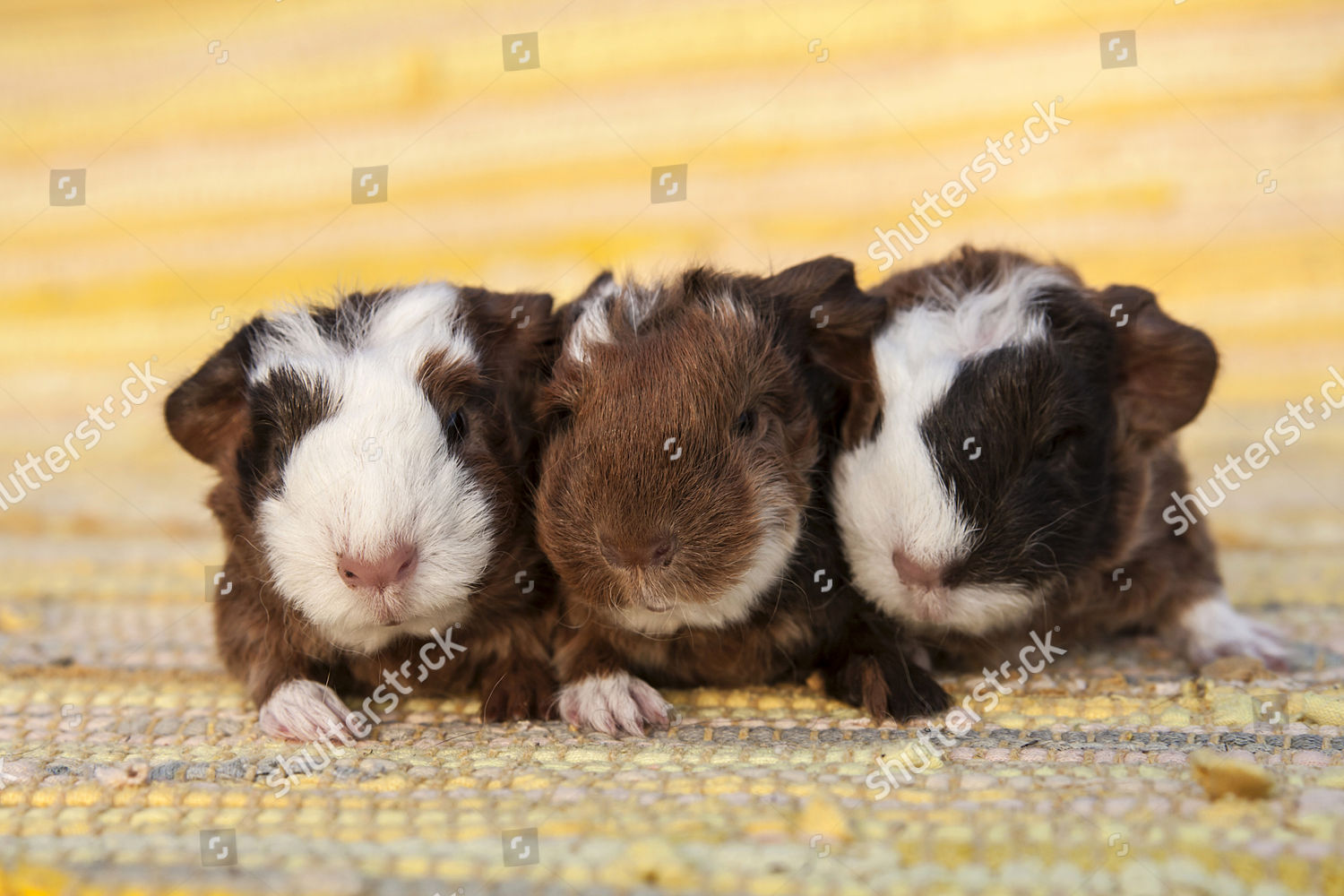 Swiss Teddy Guinea Pig Pups 2 Editorial Stock Photo - Stock Image ...