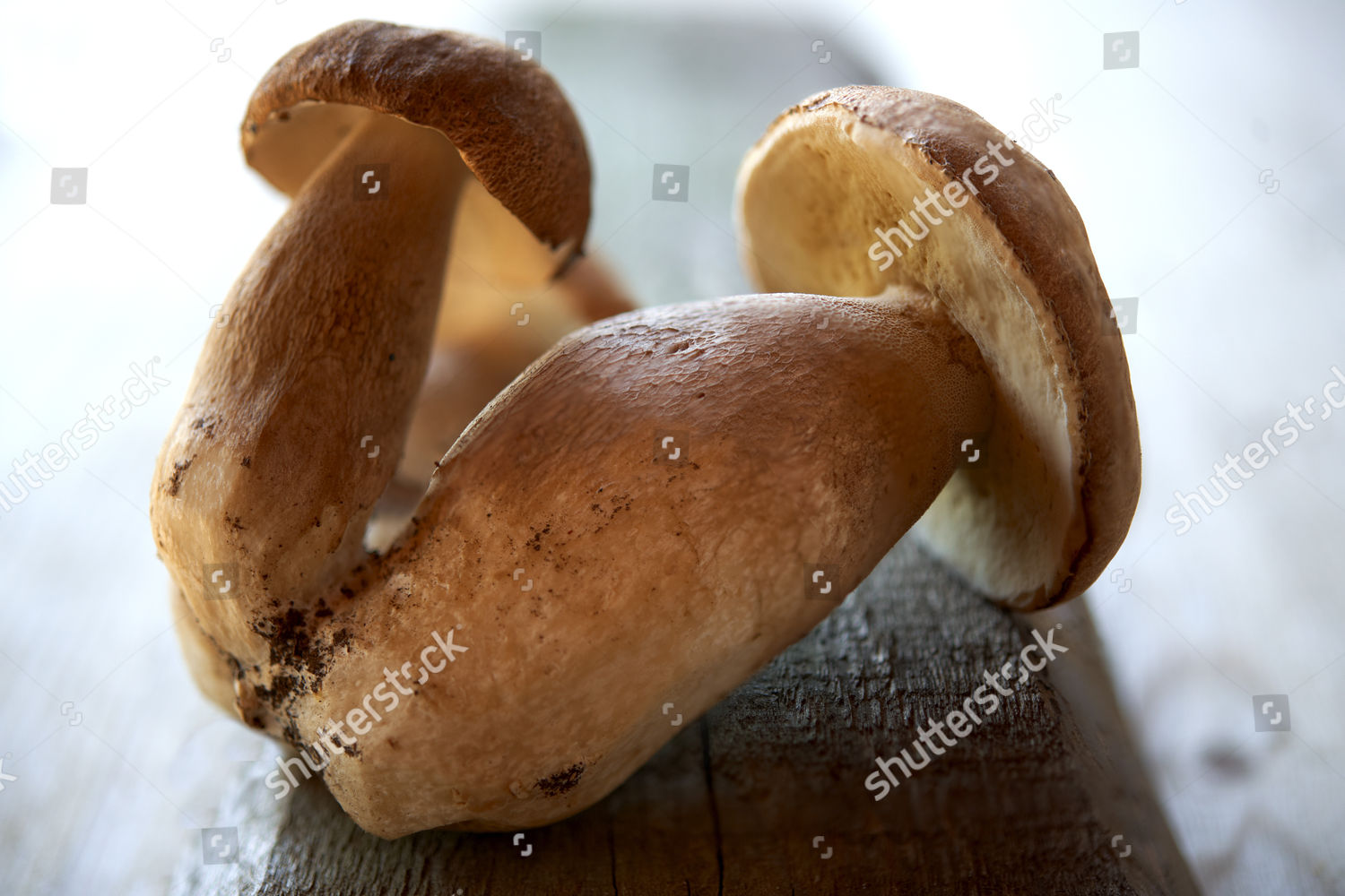 Fresh Woodland Ceps Boletus Edulis Editorial Stock Photo - Stock Image ...