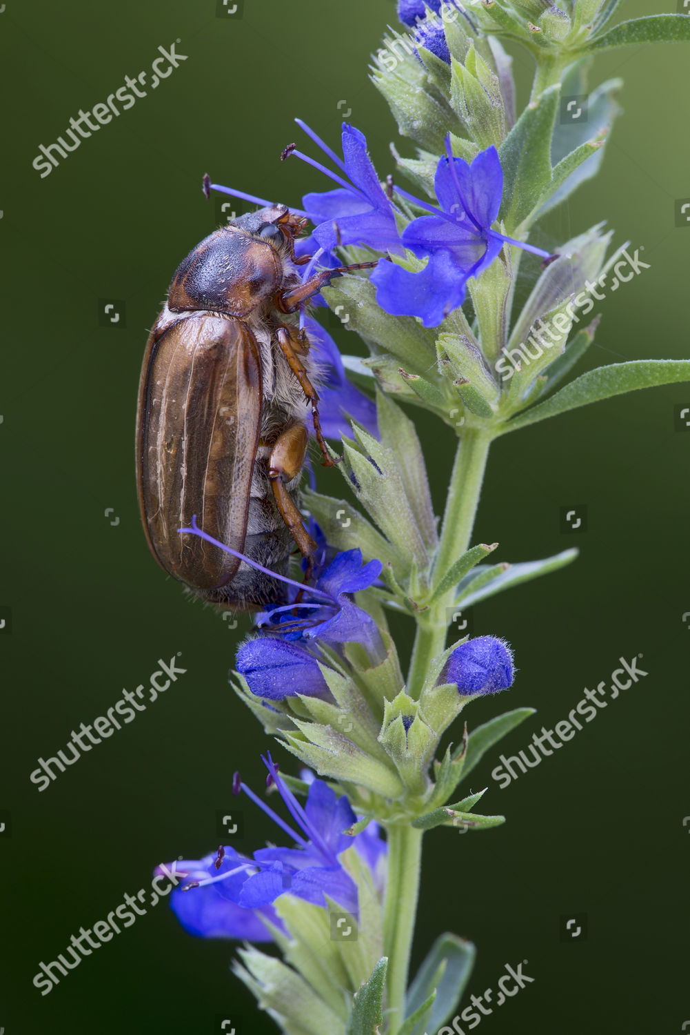Summer Chafer European June Beetle Amphimallon Editorial Stock Photo ...