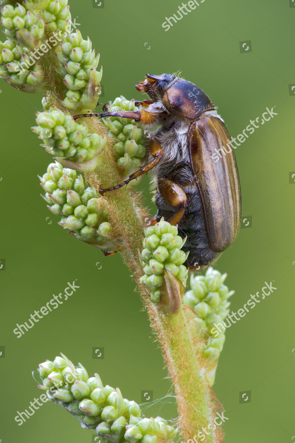 Summer Chafer European June Beetle Amphimallon Editorial Stock Photo ...