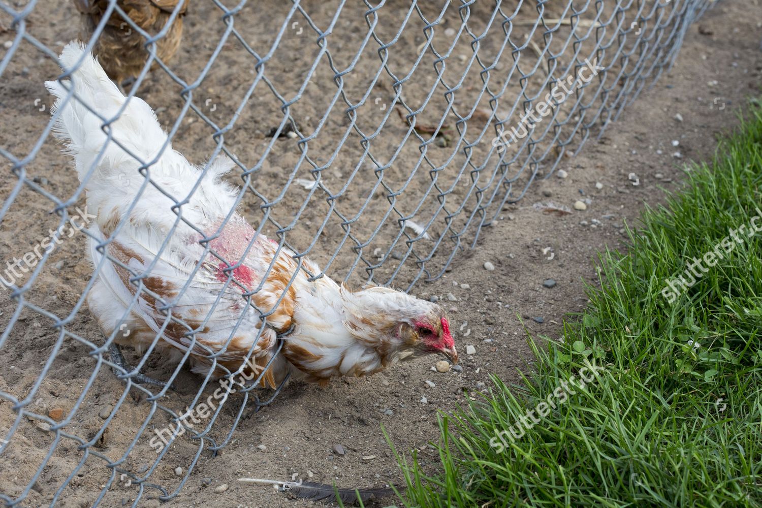 Chicken Streching Through Fence Grandpa Tinys Editorial Stock Photo ...