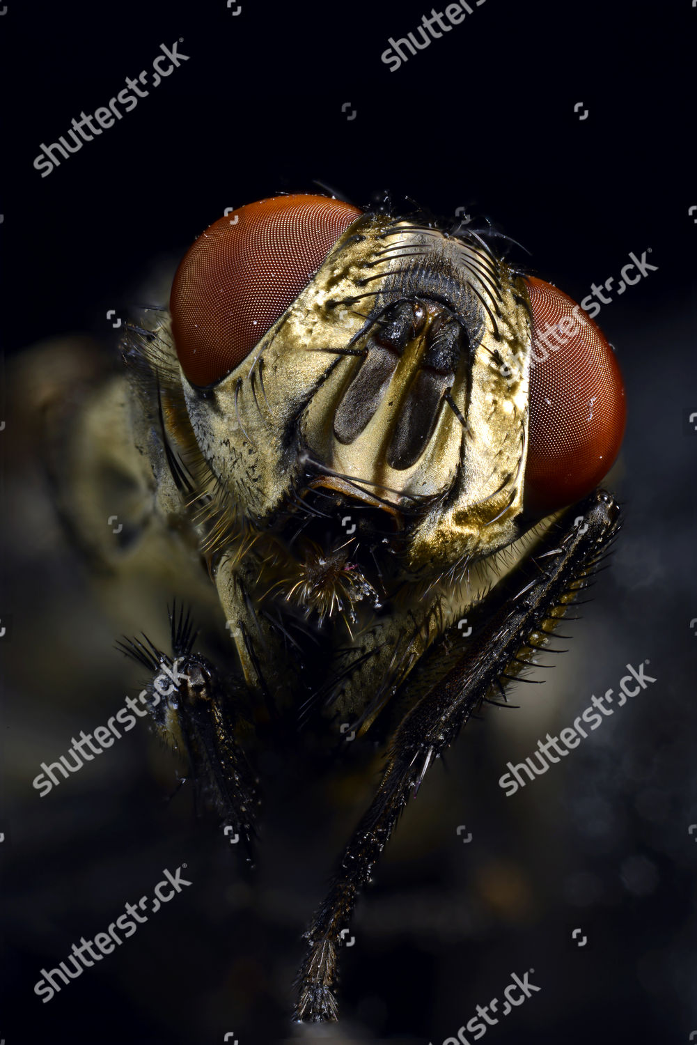 Compound Eyes Head Common Housefly Musca Editorial Stock Photo - Stock ...