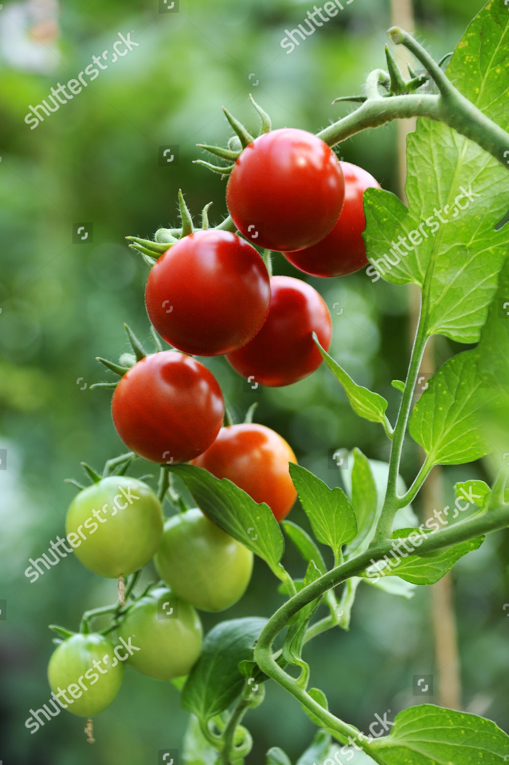 Ripe Unripe Tomatoes Solanum Lycopersicum On Editorial Stock Photo ...
