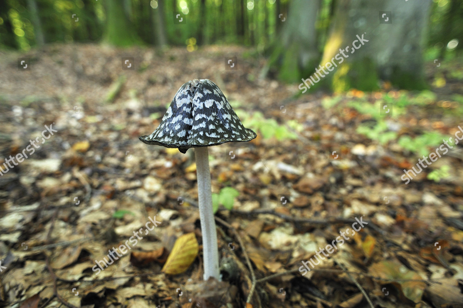Magpie Inkcap Magpie Fungus Coprinus Picaceus Editorial Stock Photo ...