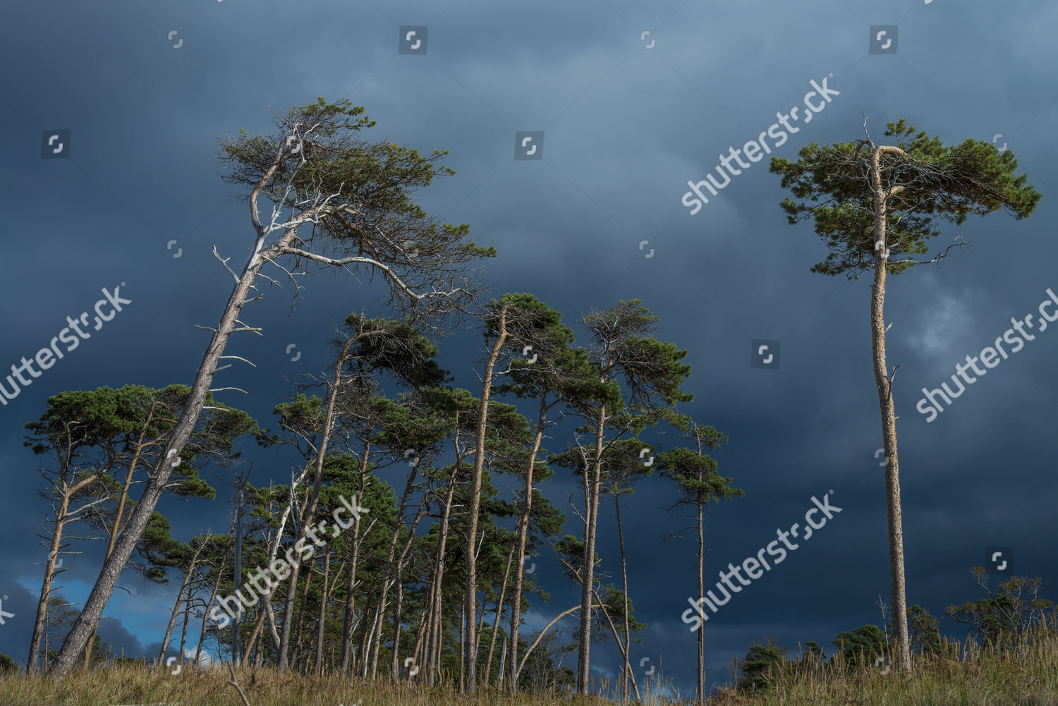 Windformed Pine Trees Pinus Sp On Editorial Stock Photo - Stock Image ...