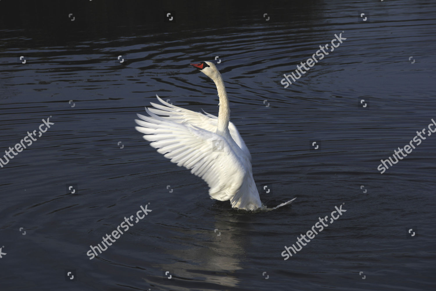 Mute Swan Cygnus Olor Beating Wings Editorial Stock Photo - Stock Image ...