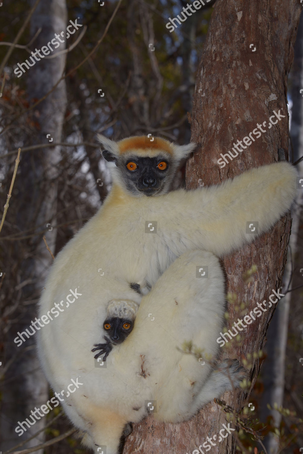 Goldencrowned Sifaka Propithecus Tattersalli Adult Young Editorial ...