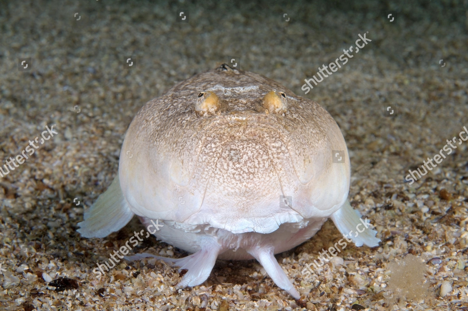 Stargazer Atlantic Stargazer Uranoscopus Scaber Black Editorial Stock ...