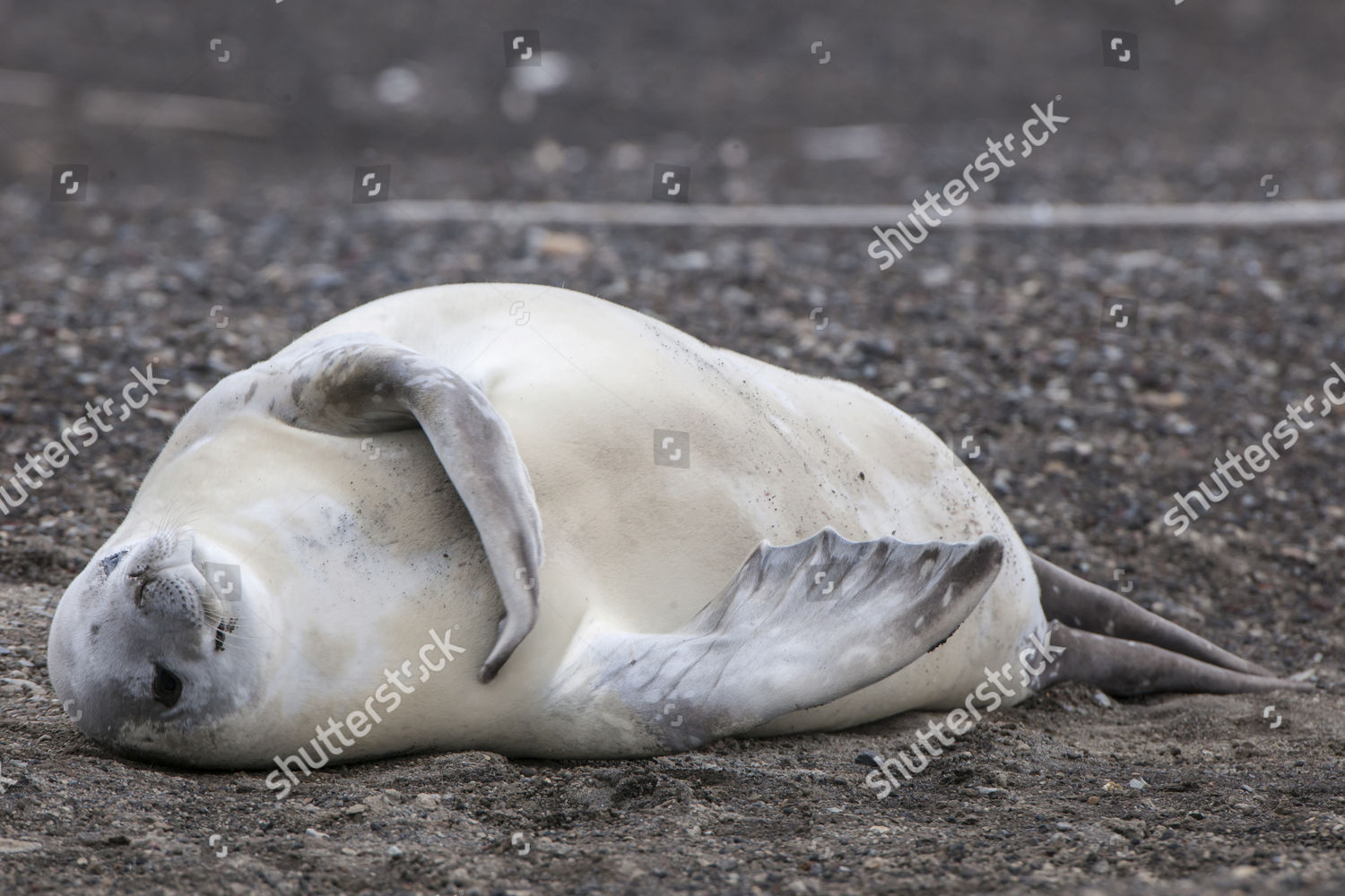 Crabeater Seal Lobodon Carcinophagus Resting On Editorial Stock Photo ...